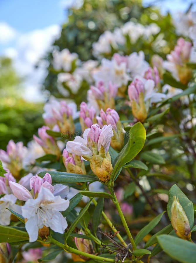Rhododendron - Garden Flowers in May Stock Image - Image of food, green ...