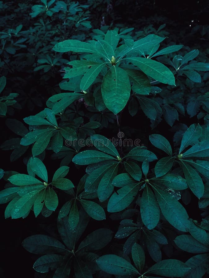 Rhododendron Green Foliage Dark Background Stock Photo - Image of ...