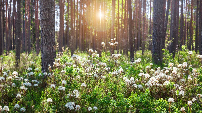 Morning in spring forest stock photo. Image of nature - 13104272