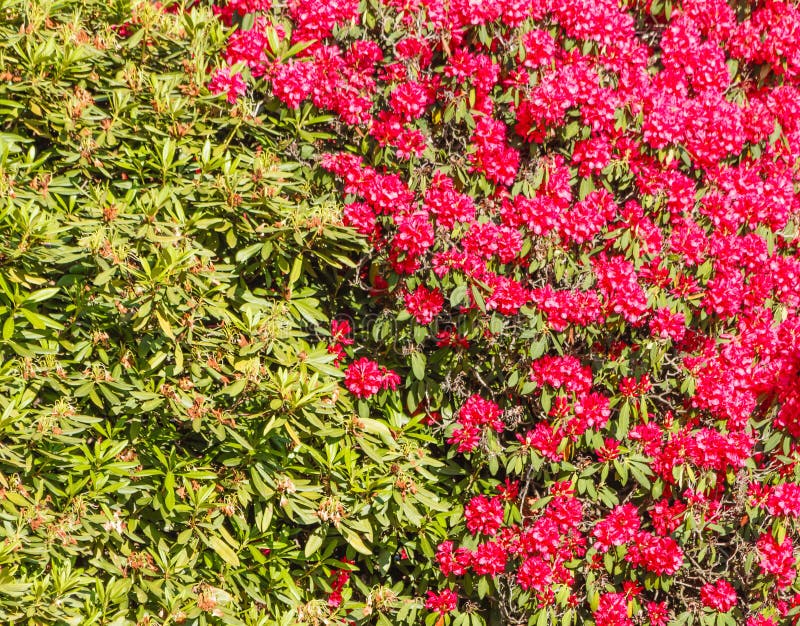 328 Rhododendron Hedge Stock Photos - Free & Royalty-Free Stock Photos ...