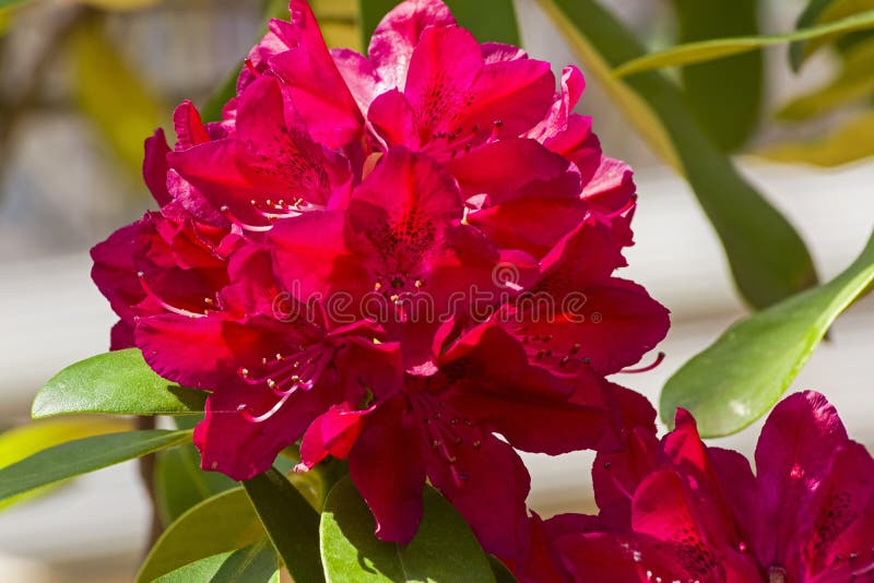Rhododendron of the Henry`s Red Species Stock Image - Image of species ...