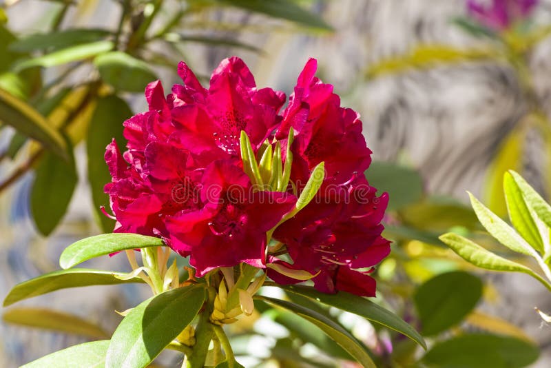 Rhododendron of the Henry`s Red Species Stock Image - Image of flower ...
