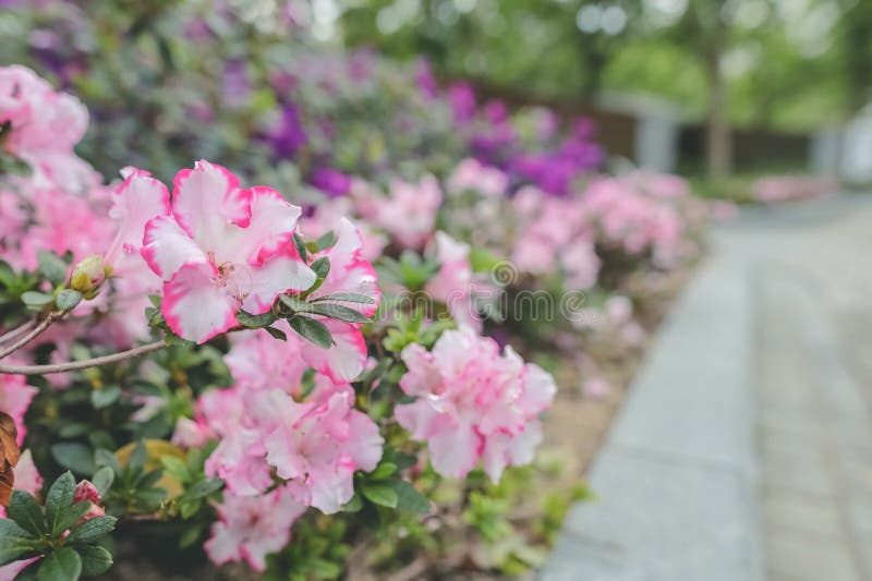 The Rhododendron Hybrida at the Garden at Hk Stock Photo - Image of ...