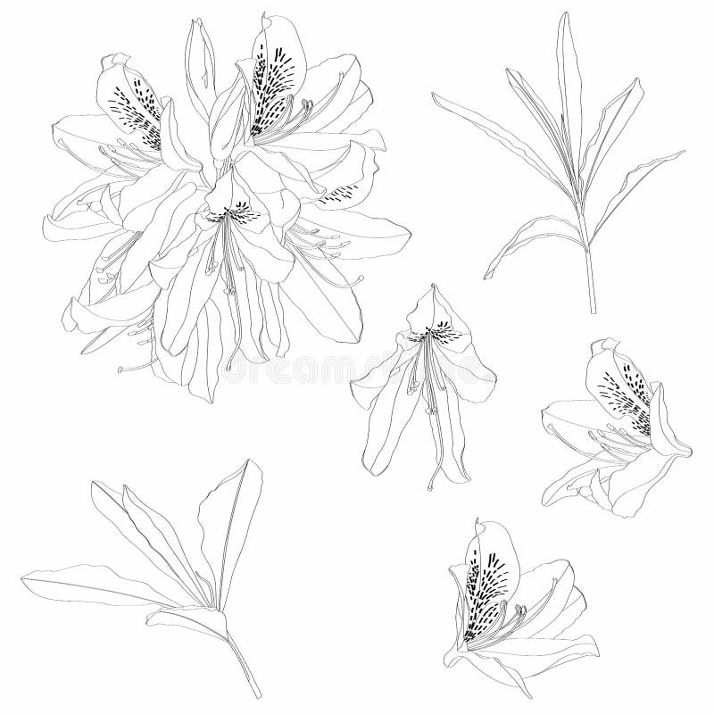 Azalea Line Drawing Stock Illustrations – 304 Azalea Line Drawing Stock ...