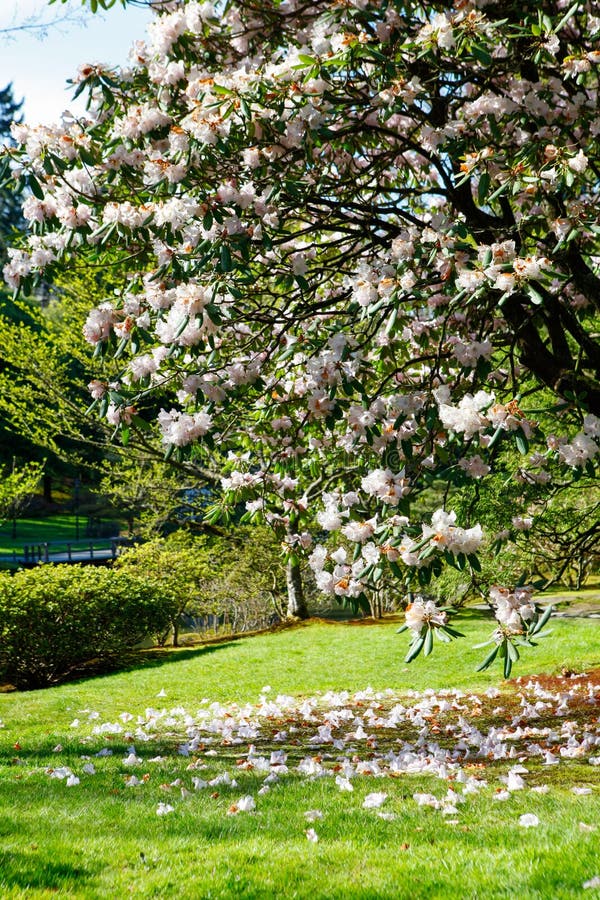 Rhododendron in Japanese Garden during Stock Photo - Image of white ...