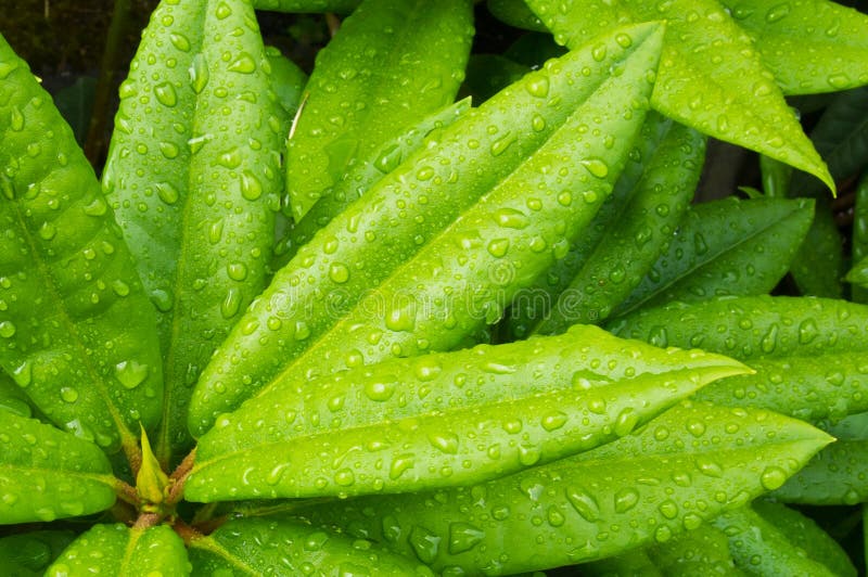 Rhododendron leaves stock photo. Image of leaf, plant - 19876976