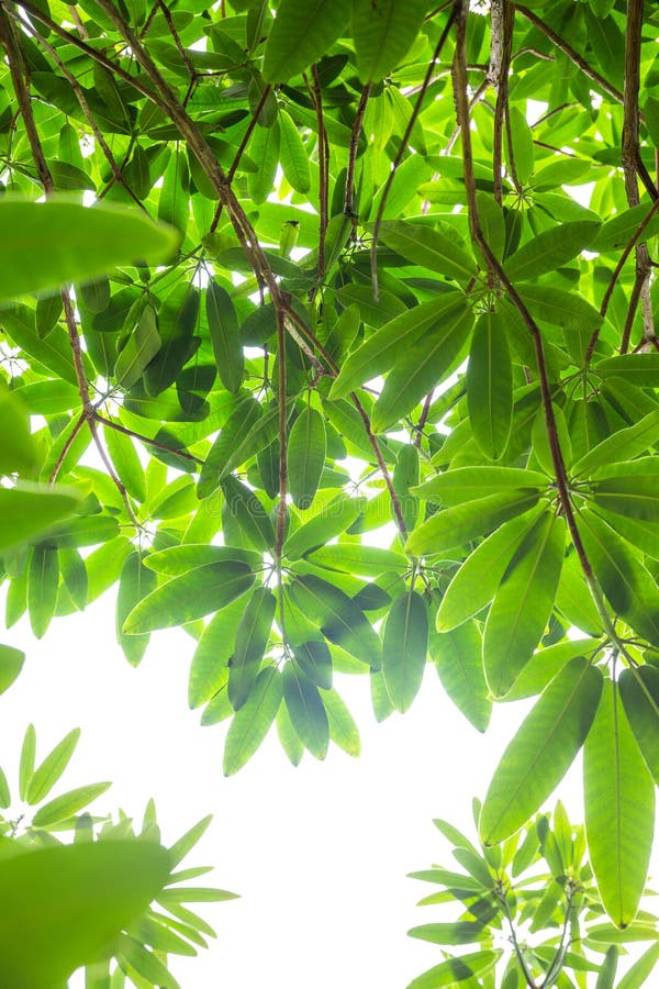 Rhododendron Leaves from Underneath Stock Photo - Image of botany ...