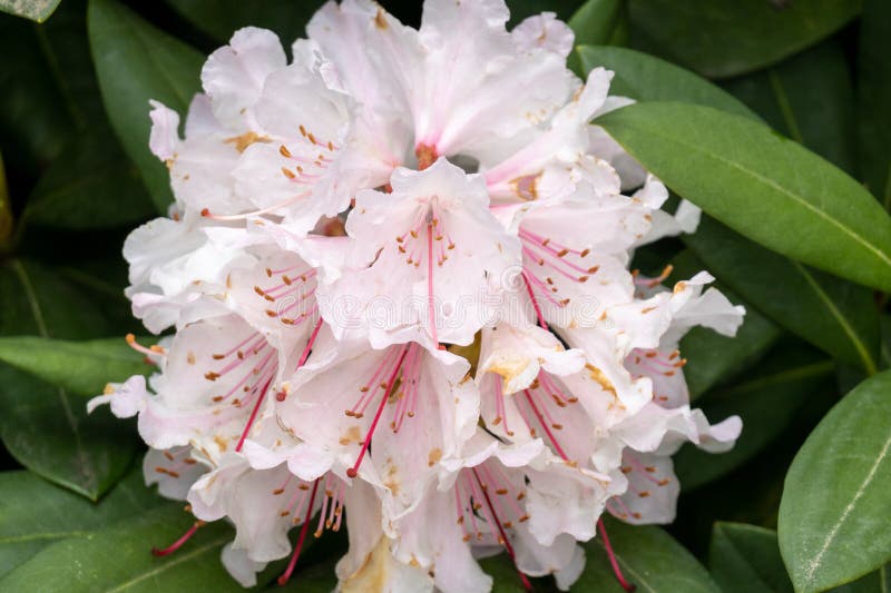 Rhododendron, Light Pink almost White Flowers in Spring, Netherlands ...