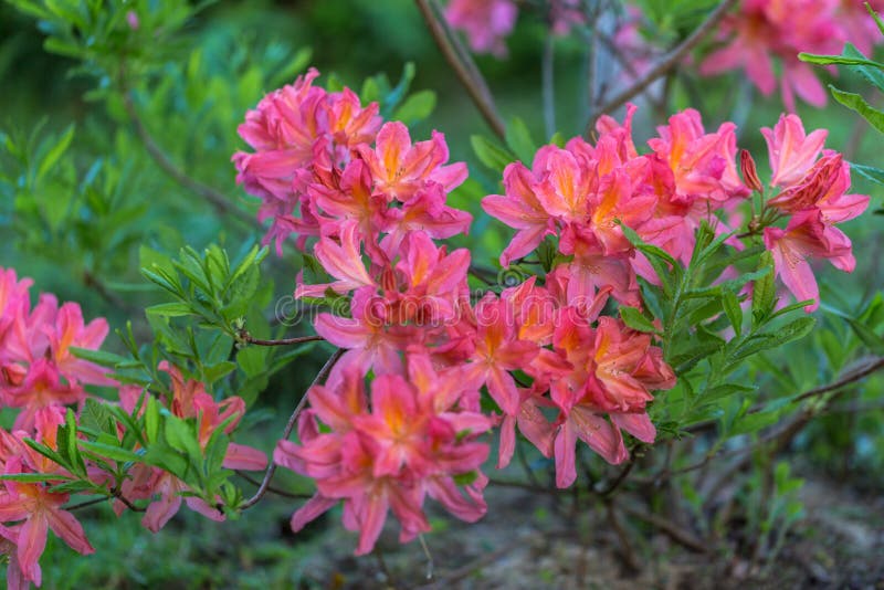 Rhododendron Molle Japonicum Stock Image - Image of garden, bagulnik ...