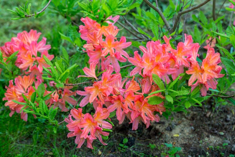 Rhododendron Molle Japonicum Stock Photo - Image of botany, color ...