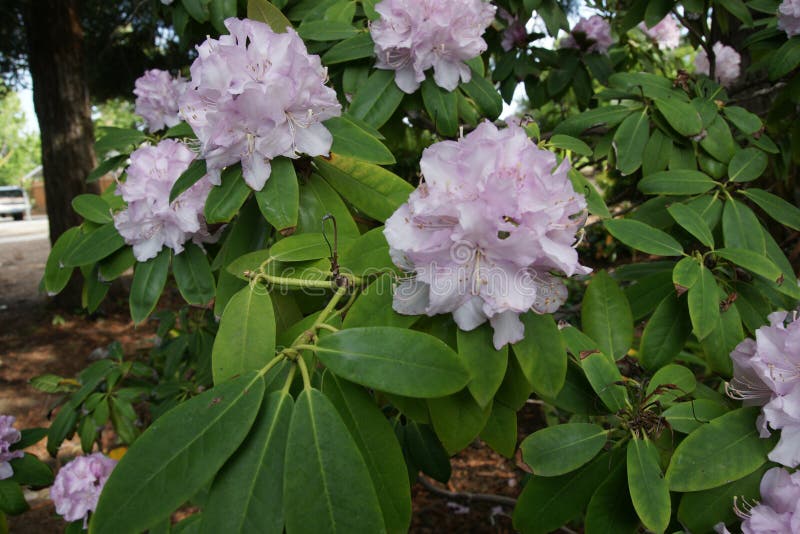 Rhododendron pale pink stock image. Image of clusters - 44301965