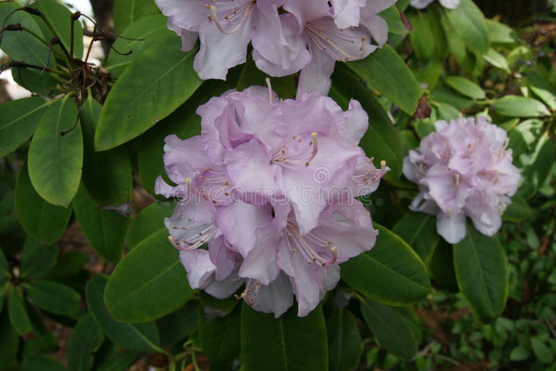 Rhododendron pale pink stock image. Image of lanceolate - 44301987