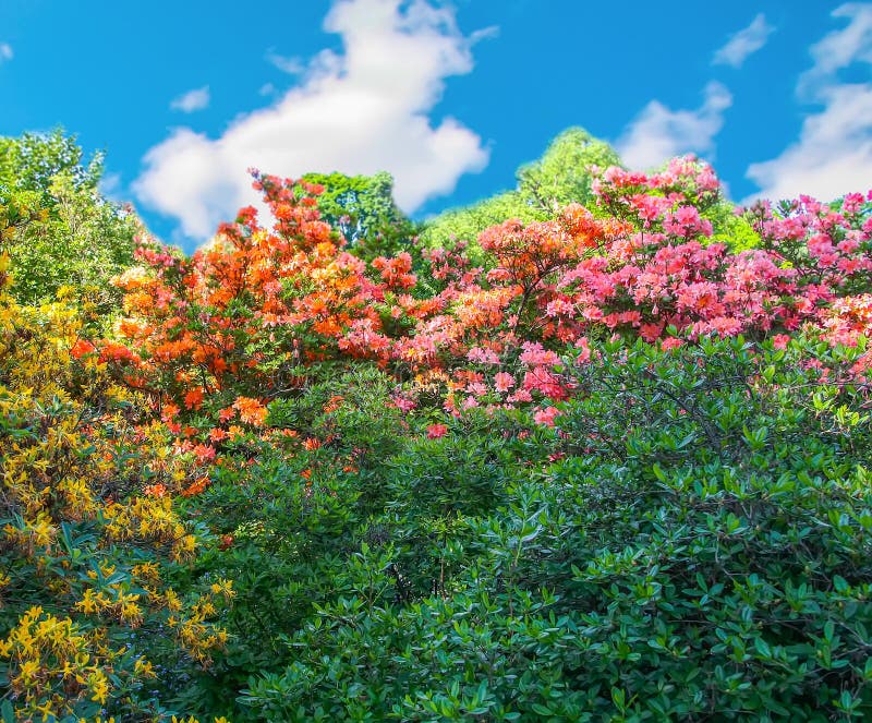 Rhododendron Plants in Bloom in Spring Park. Stock Photo - Image of ...