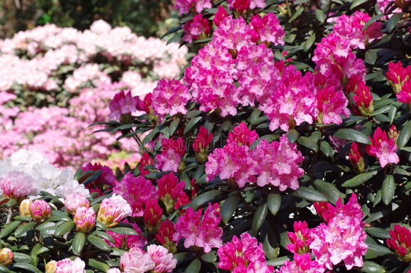 Rhododendron Plants in Spring Stock Photo - Image of flora, leaves ...