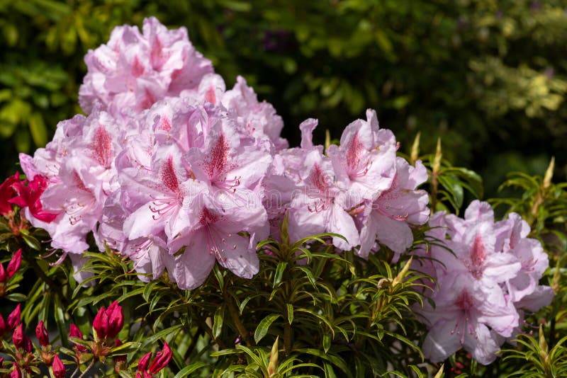 Rhododendron Ponticum Filigran, Rhododendron Ponticum Stock Image ...