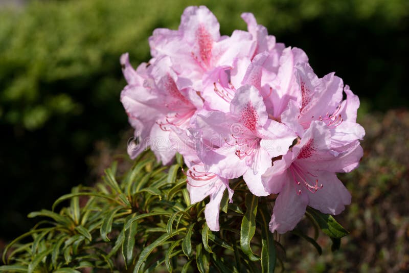 Rhododendron Ponticum Filigran, Rhododendron Ponticum Stock Photo ...