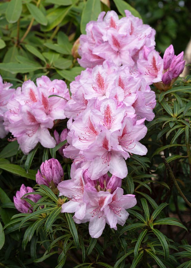 Rhododendron Ponticum Filigran, Rhododendron Ponticum Stock Photo ...