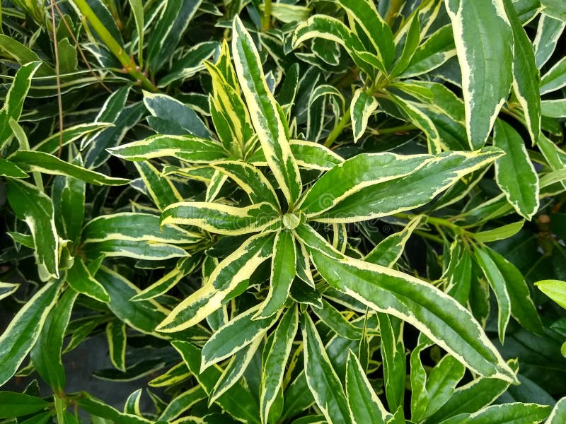 Rhododendron Ponticum `Silver Edge` Stock Photo - Image of garden ...