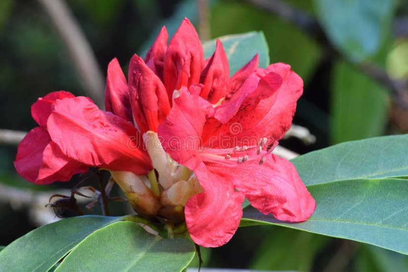 Rhododendron Red 01 stock image. Image of pink, flower - 203635523