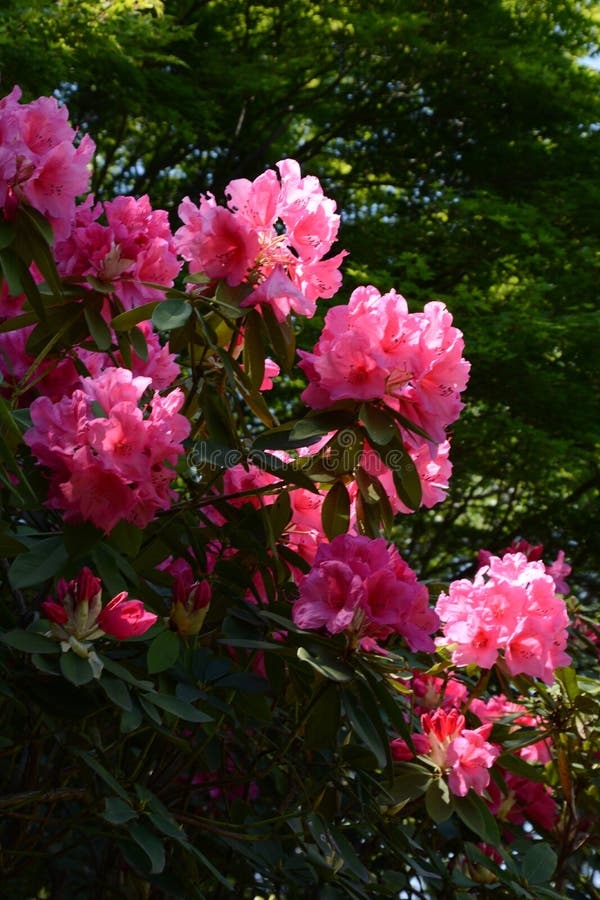Rhododendron stock photo. Image of blossom, bush, perennial - 115968658