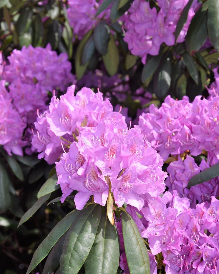 Rhododendron Flowers stock photo. Image of bloom, vibrant - 72159890