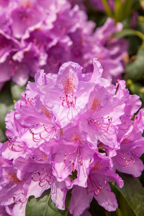 Rhododendron - Roseum Elegans Stock Photo - Image of rhododendron ...