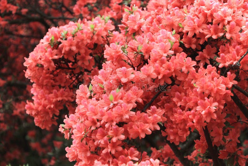 Rhododendron Simsii, Azalea Blooming on Tree at Spring 20 March 2011 ...