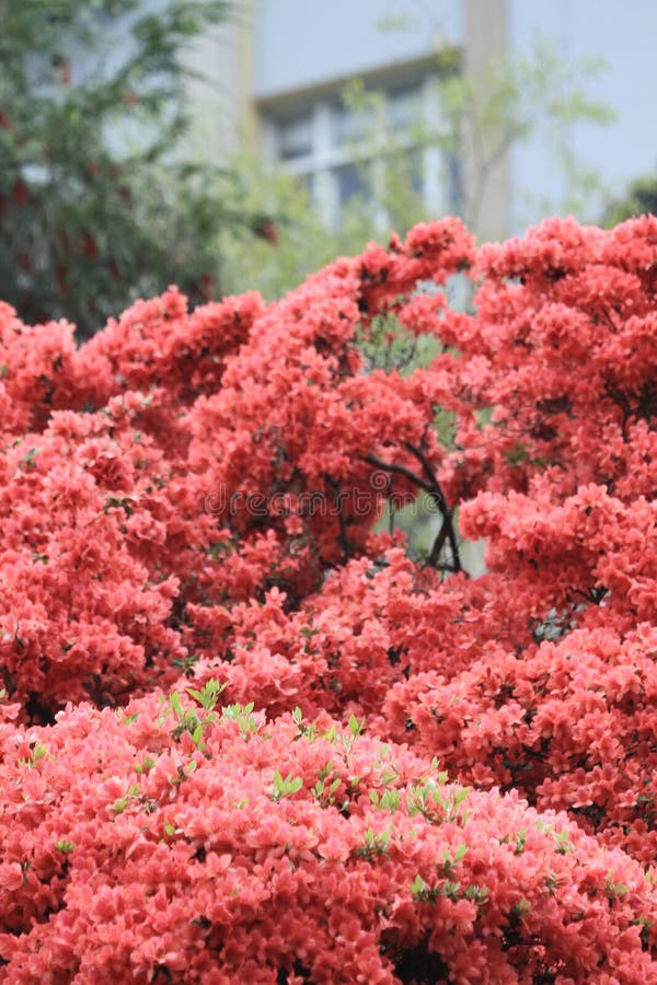 Rhododendron Simsii, Azalea Blooming on Tree at Spring 20 March 2011 ...
