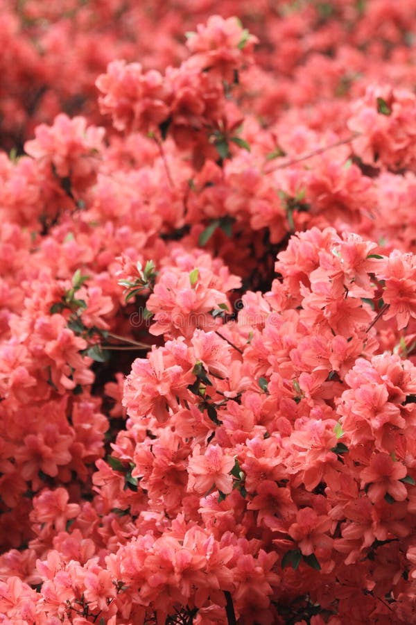 Rhododendron Simsii, Azalea Blooming on Tree at Spring 20 March 2011 ...