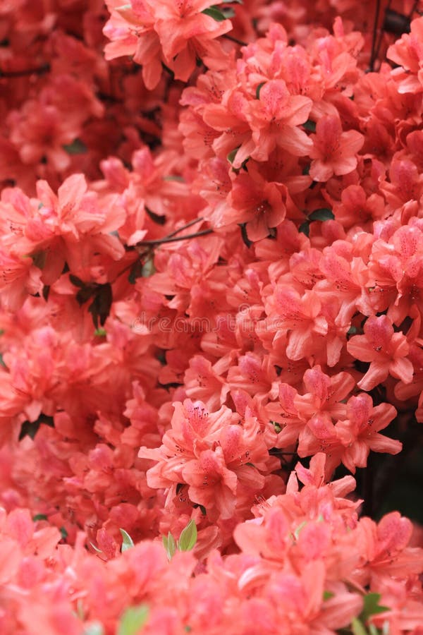 Rhododendron Simsii, Azalea Blooming on Tree at Spring 20 March 2011 ...