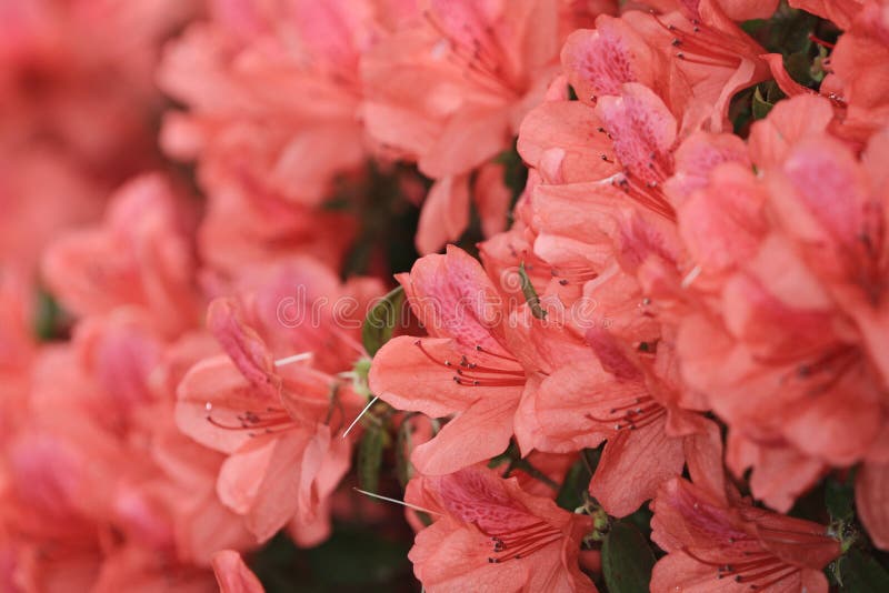 Rhododendron Simsii, Azalea Blooming on Tree at Spring 20 March 2011 ...