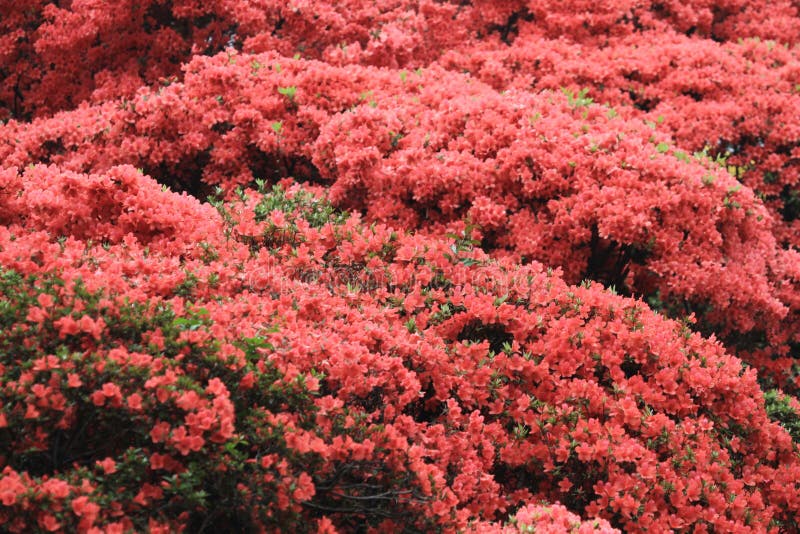 Rhododendron Simsii, Azalea Blooming on Tree at Spring 20 March 2011 ...