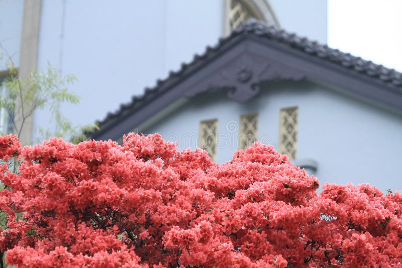 Rhododendron Simsii, Azalea Blooming on Tree at Spring 20 March 2011 ...