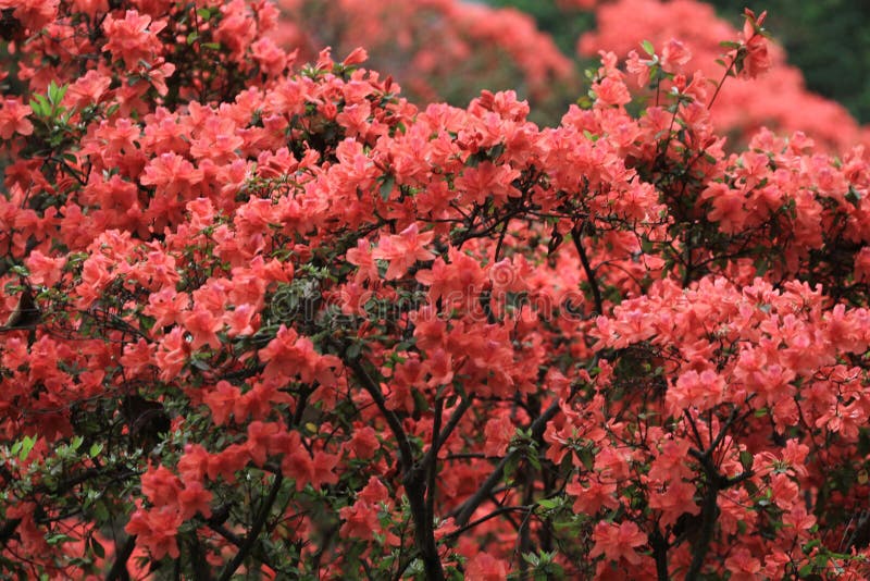 Rhododendron Simsii, Azalea Blooming on Tree at Spring 20 March 2011 ...