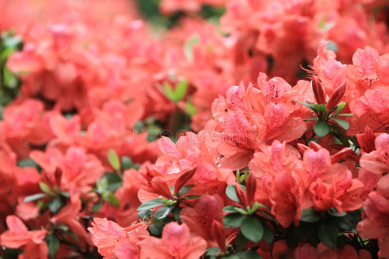 Rhododendron Simsii, Azalea Blooming on Tree at Spring 20 March 2011 ...