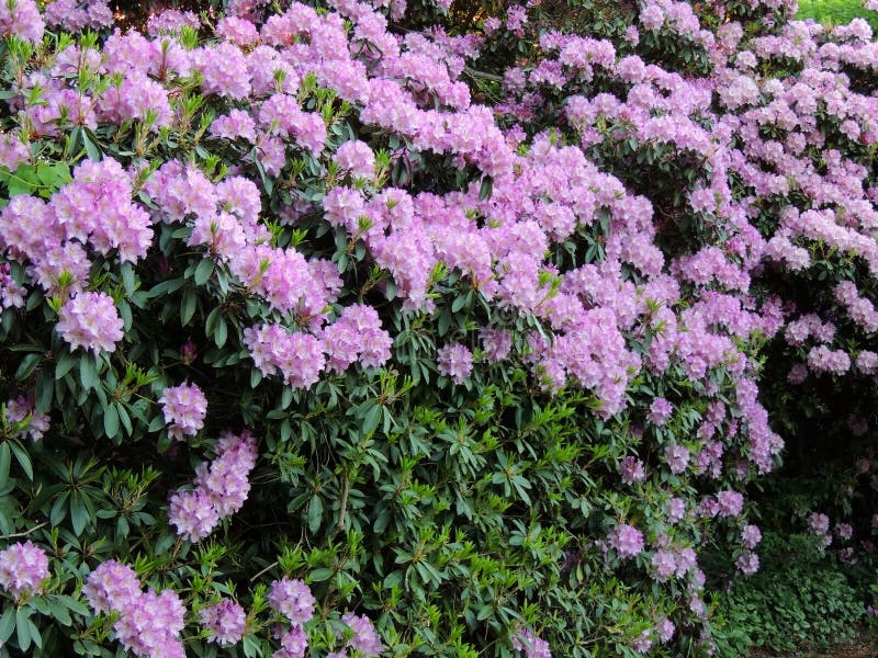 Rhododendron in spring stock image. Image of flower - 170720207