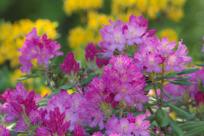 Rhododendron in Spring Garden Stock Image - Image of blossom, spring ...