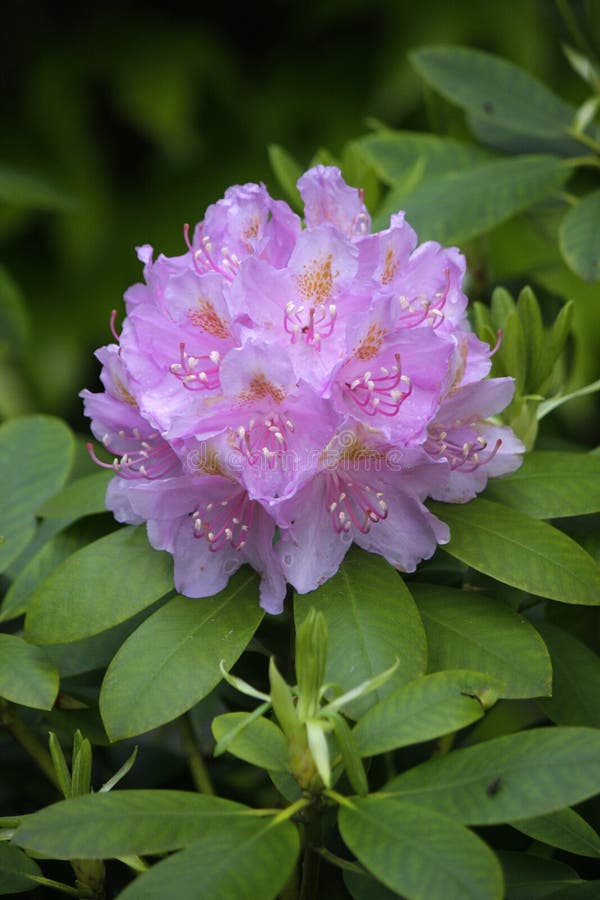 Rhododendron tree stock image. Image of purple, german - 52470279