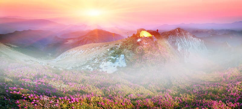 Rhododendrons, Beautiful Alpine Flowers Stock Photo - Image of flora ... Rhododendrons, Beautiful Alpine Flowers Stock Photo - Image of flora ...