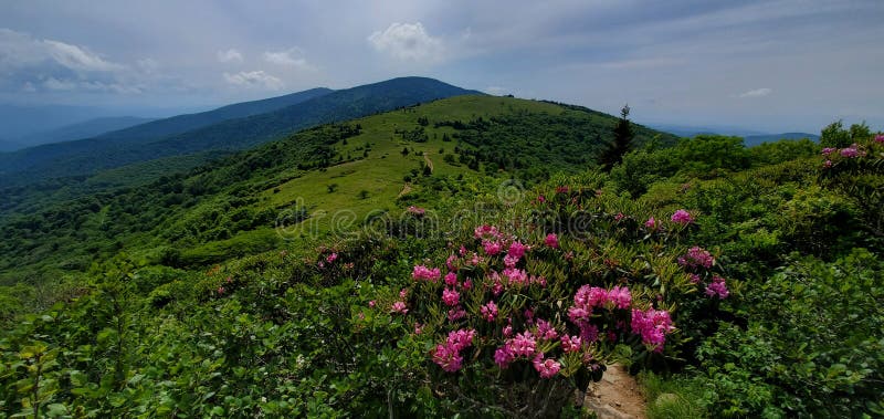 Rhododendrons Blooming in June Atop Roan Mountain Stock Image - Image ...