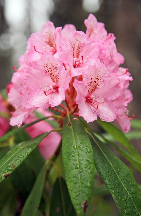 Rhododendrons De Rose Sauvage Photo stock - Image du nature, sauvage ...