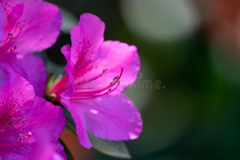 Rhododendrons Flowers in Pink Color Stock Photo - Image of petals ...