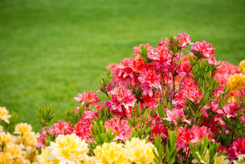 Washington State Coast Rhododendron Flower in Full Bloom Stock Image ...