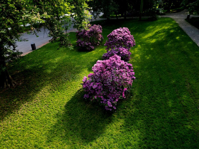 Rhododendrons are usually Medium or Large Evergreen Shrubs, while Stock ...