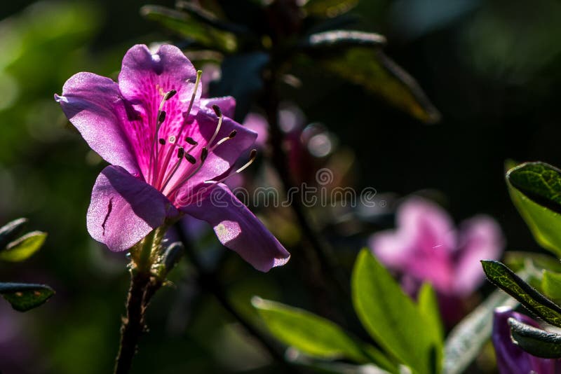 Rhododendronsimsii Planch fotografering för bildbyråer. Bild av natur ...