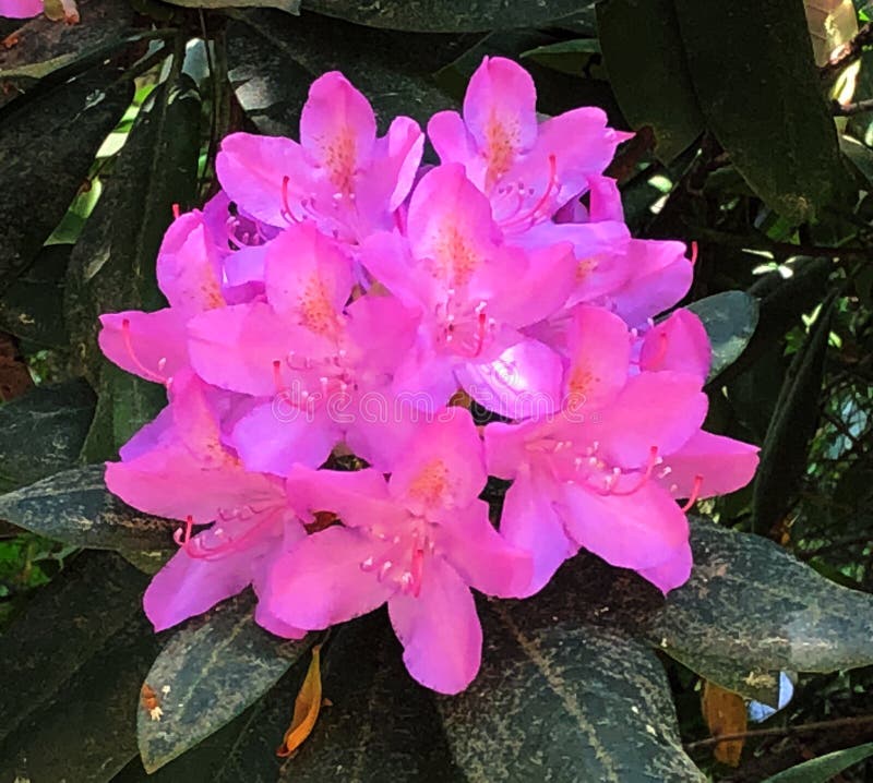 Rhododendron Flowers in in Budding Stage Early Spring. Stock Image ...