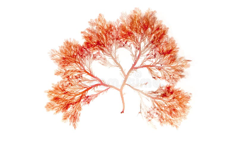 Red Algae or Rhodophyta Isolated Transparent Png Stock Image - Image of ...