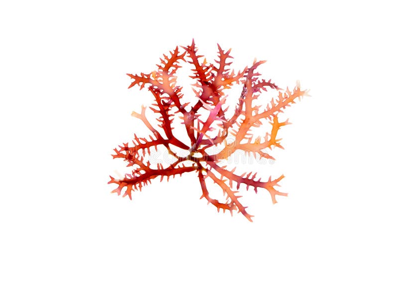Seaweed Png