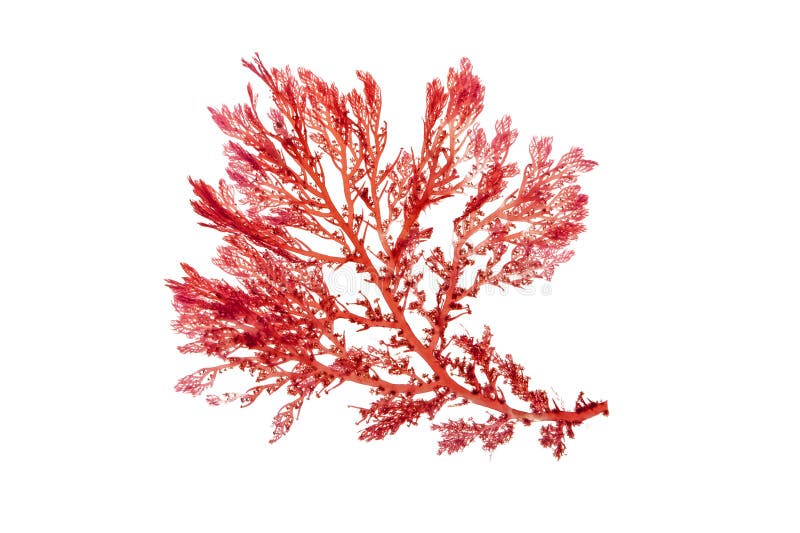 Red Seaweed or Rhodophyta Branches Set Isolated on White. Transparent ...