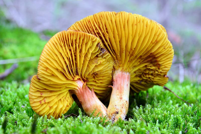 Rhodoxanthus De Phylloporus Image stock - Image du phylloporus ...